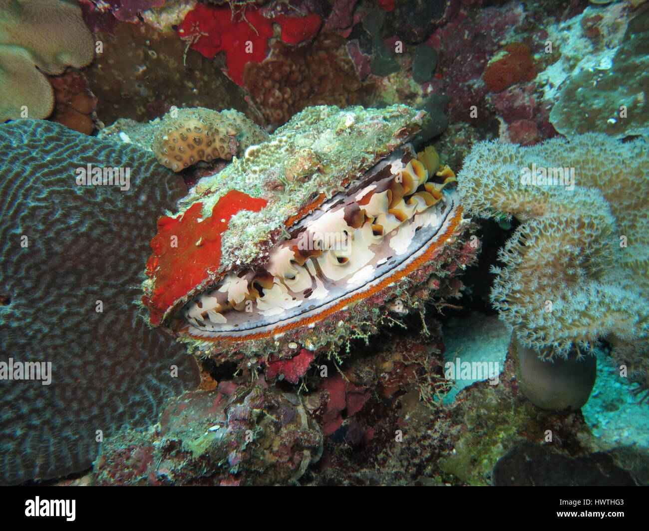 Life clam underwater Stock Photo - Alamy