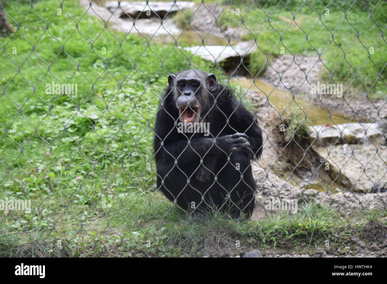 Zebra monkey hi-res stock photography and images - Alamy