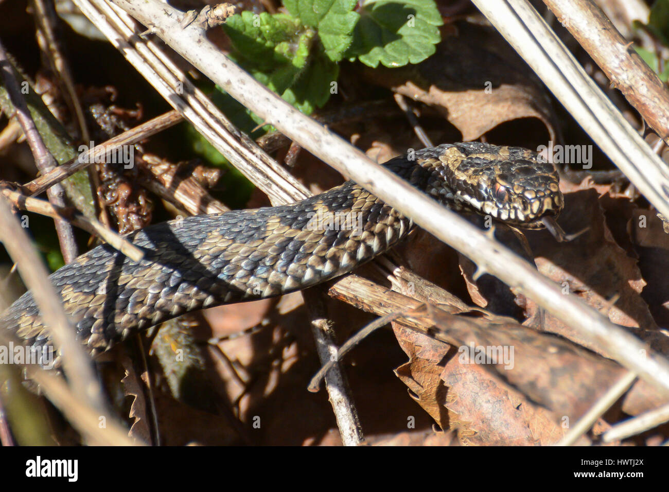 Male adder common european viper hi-res stock photography and images ...