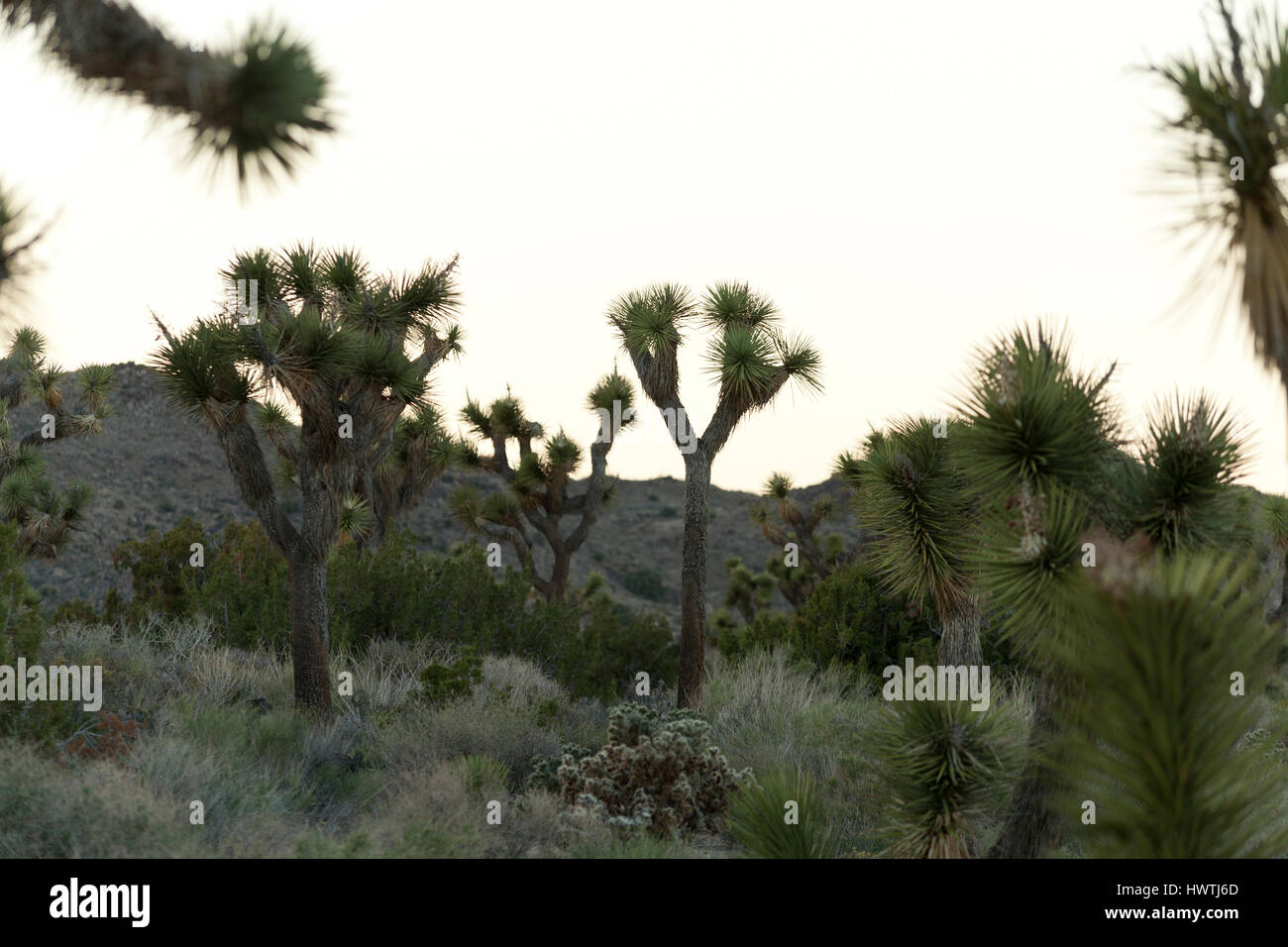 A grove of Joshua Trees Stock Photo - Alamy