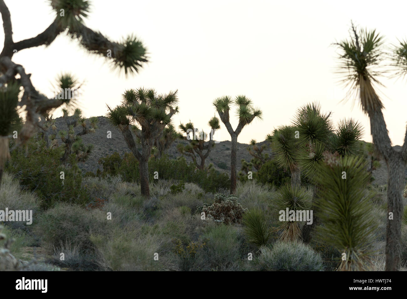 A grove of Joshua Trees Stock Photo - Alamy