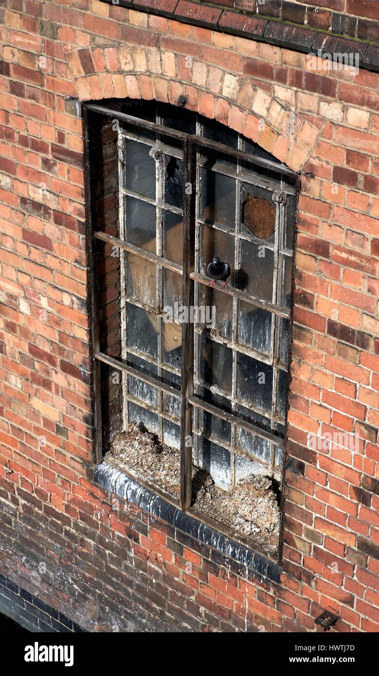 Pigeon on window hi-res stock photography and images - Alamy