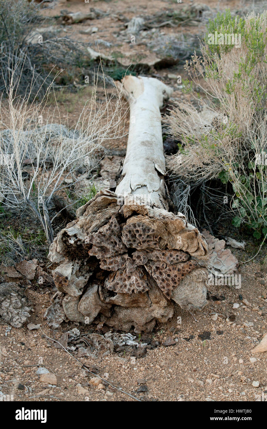 A fallen Joshua Tree Stock Photo - Alamy