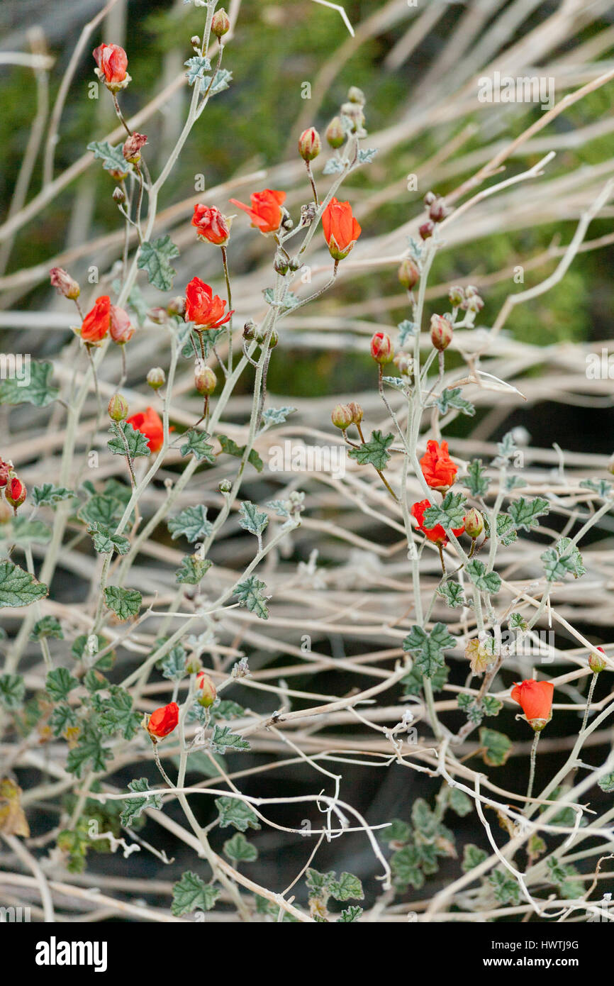Mojave desert flowers hi-res stock photography and images - Alamy