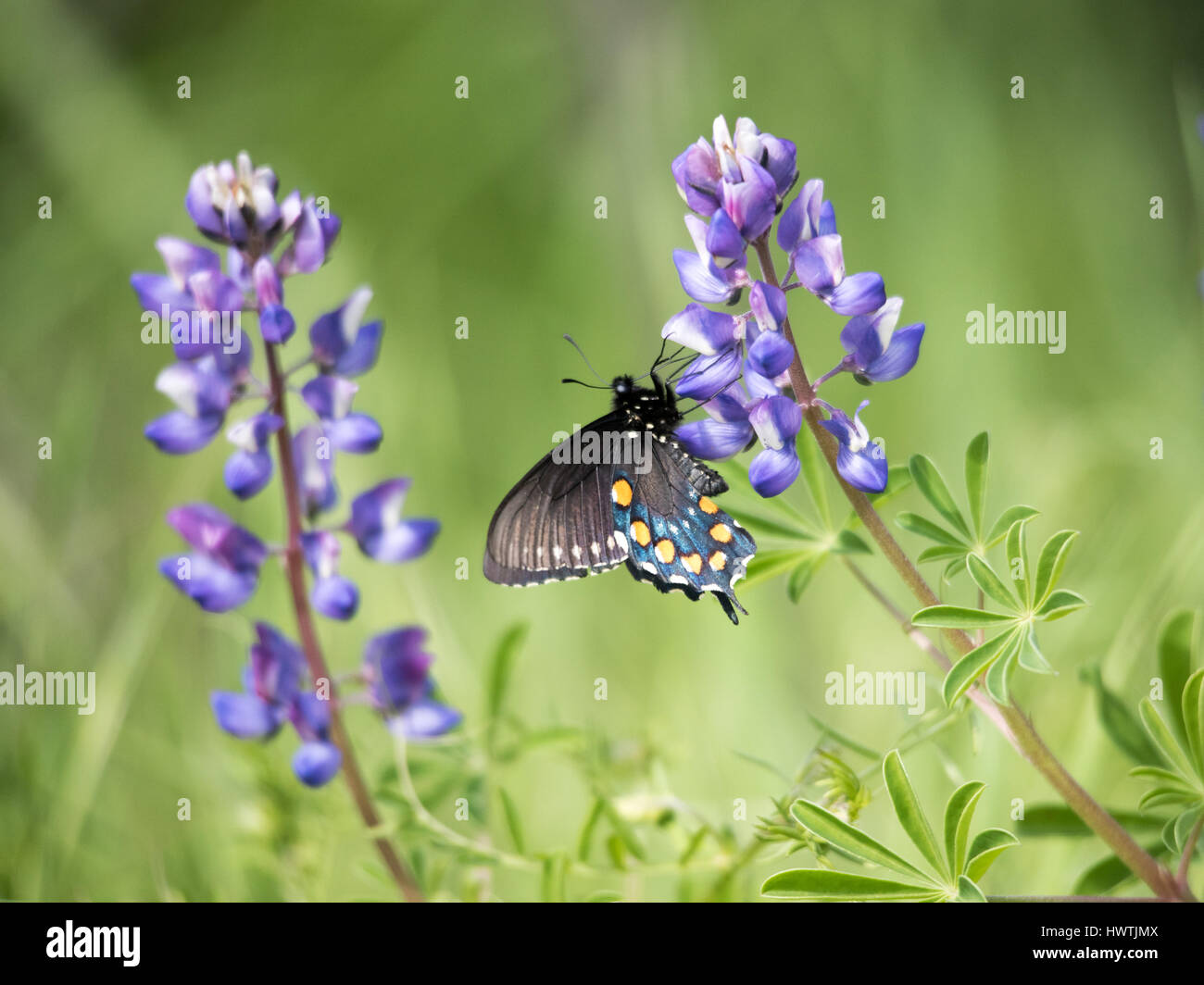 Pipevine Swallowtail Butterfly, California Stock Photo - Alamy