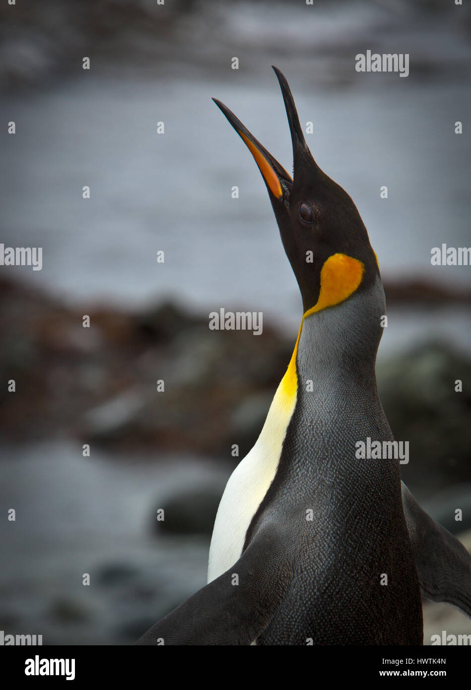 King Penguin calling, Macquarie Island Stock Photo - Alamy