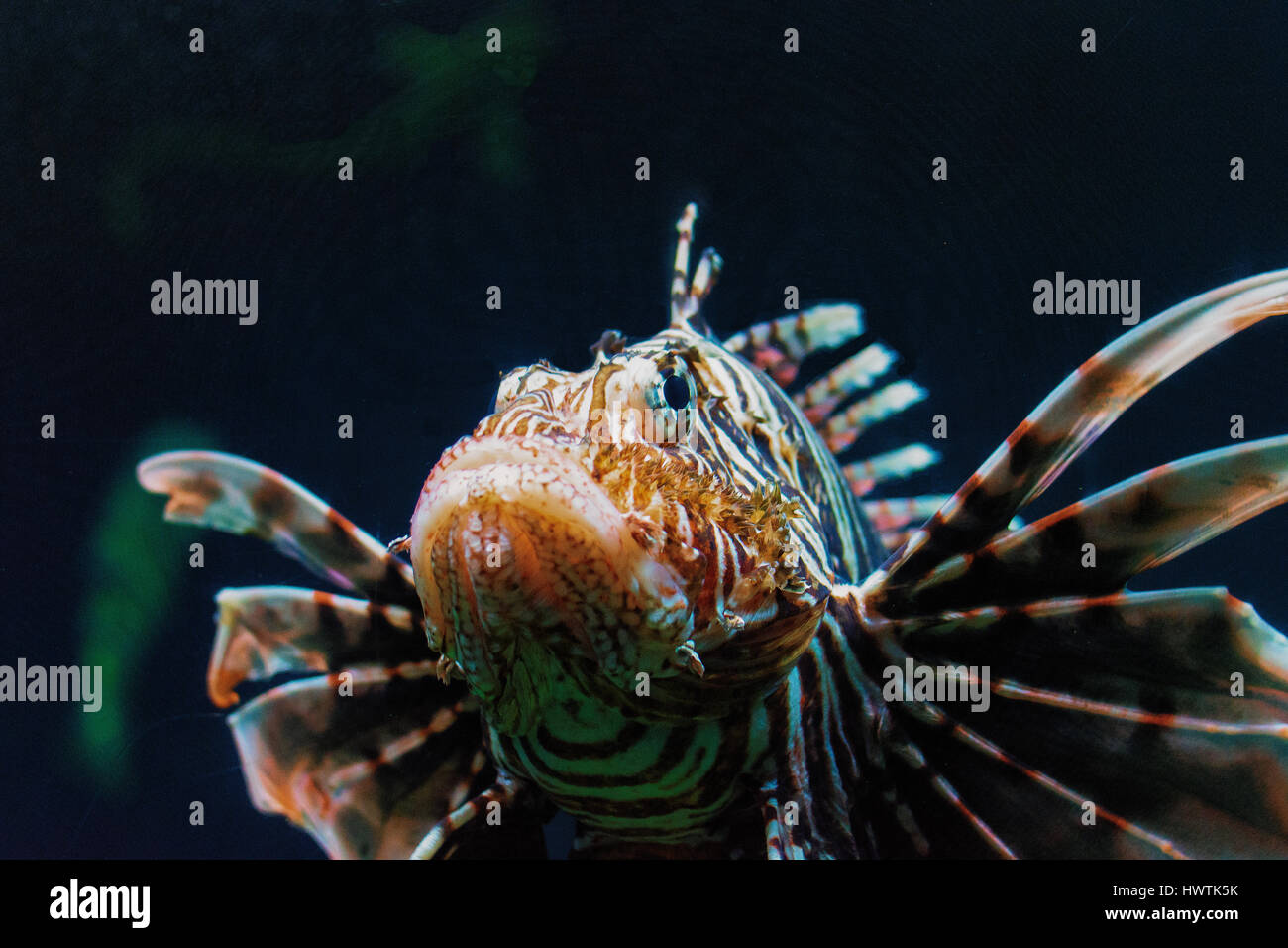 The red lionfish (Pterois volitans) is a venomous coral reef fish in ...
