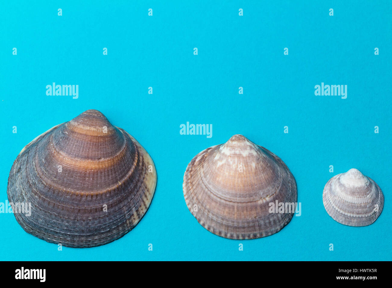 three shells on blue background Stock Photo - Alamy