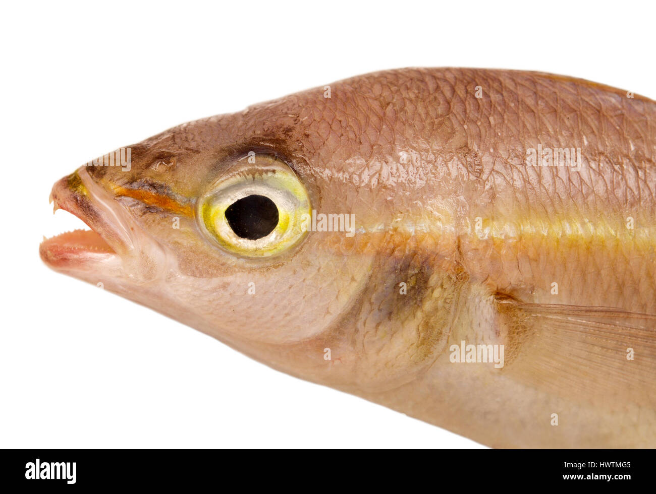 sea bass head close-up isolated on white background Stock Photo - Alamy
