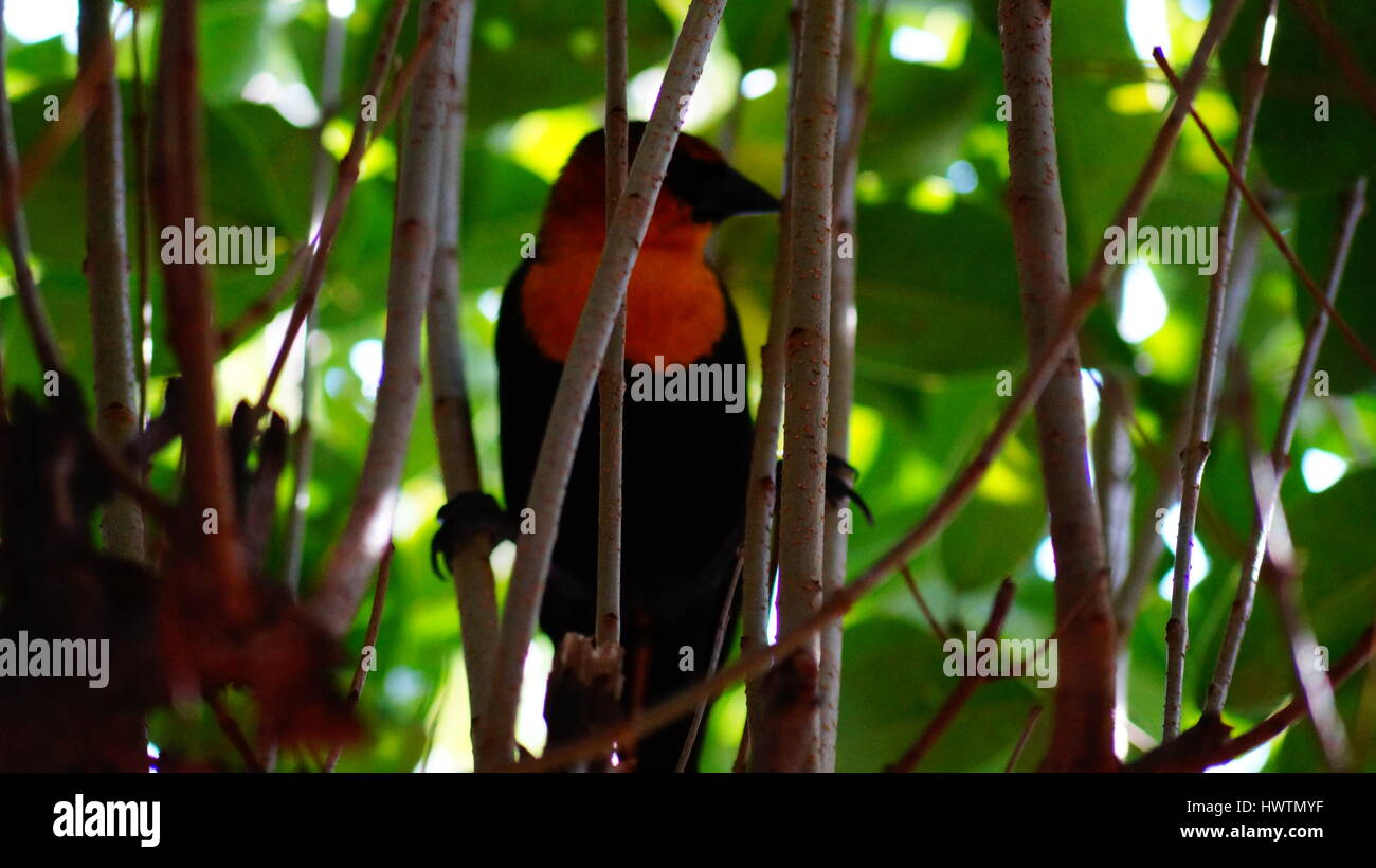 The birds are standing on the branches of the tree and one can ...