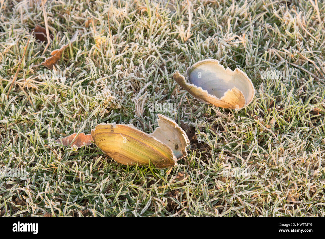 Fresh water mussel shells Stock Photo - Alamy
