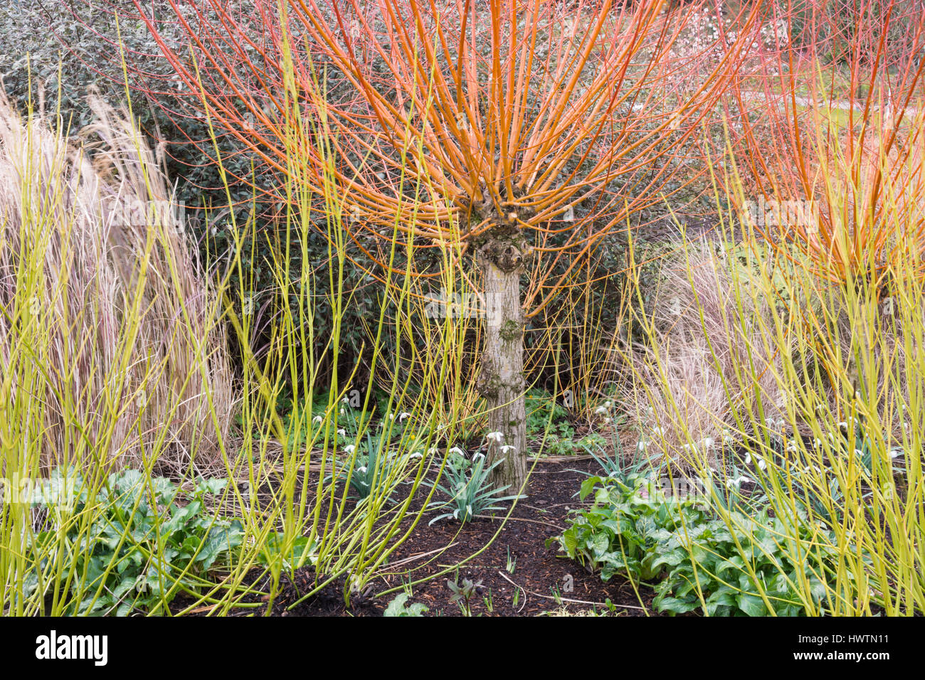 Willow and Cornus stems in winter Stock Photo - Alamy