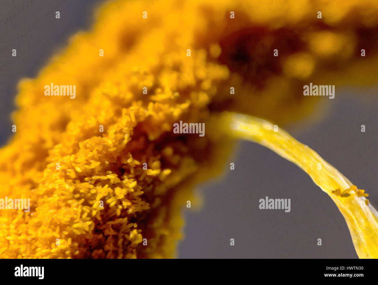 Stamen cells hi-res stock photography and images - Alamy