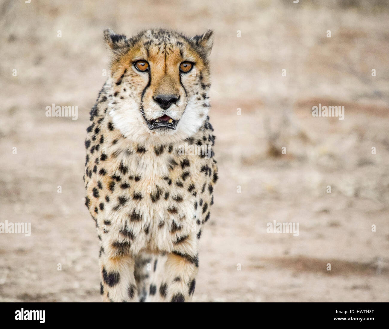 Namibia desert cheetah hi-res stock photography and images - Alamy