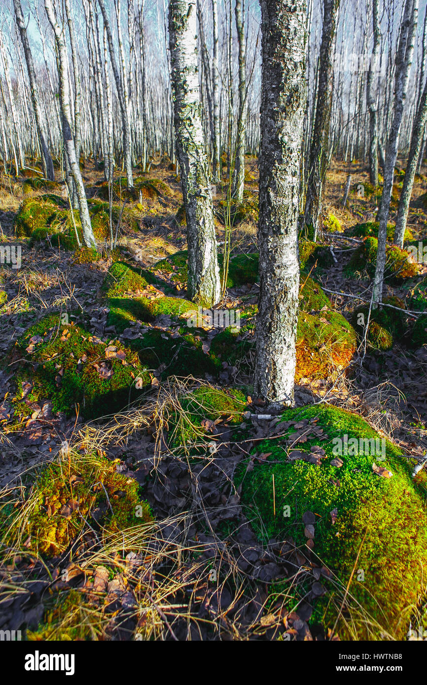 Birch tree forest on a Swamp in a sunny spring day Stock Photo - Alamy