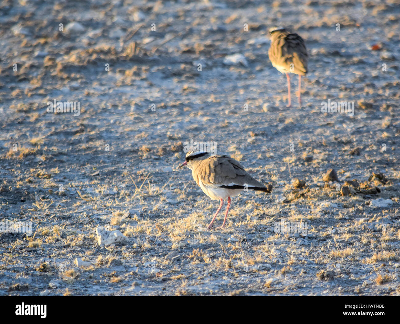 Two birds resting hi-res stock photography and images - Alamy