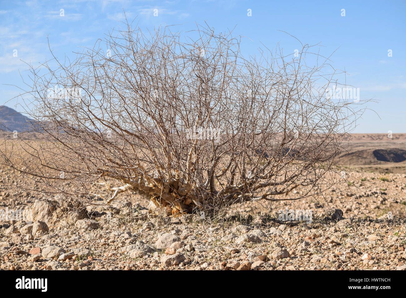 Savanna bush hi-res stock photography and images - Alamy