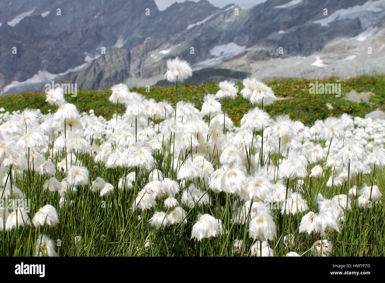 Eriophorum cottongrass flowers in the Italian Alps Stock Photo - Alamy