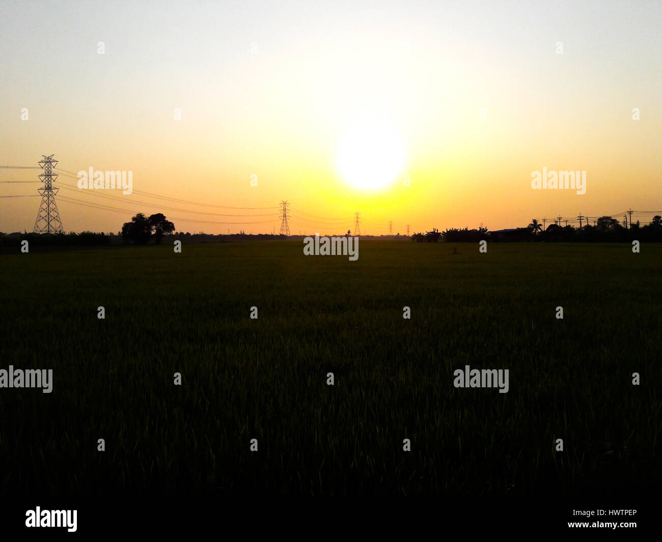 Rice field sunset Stock Photo - Alamy