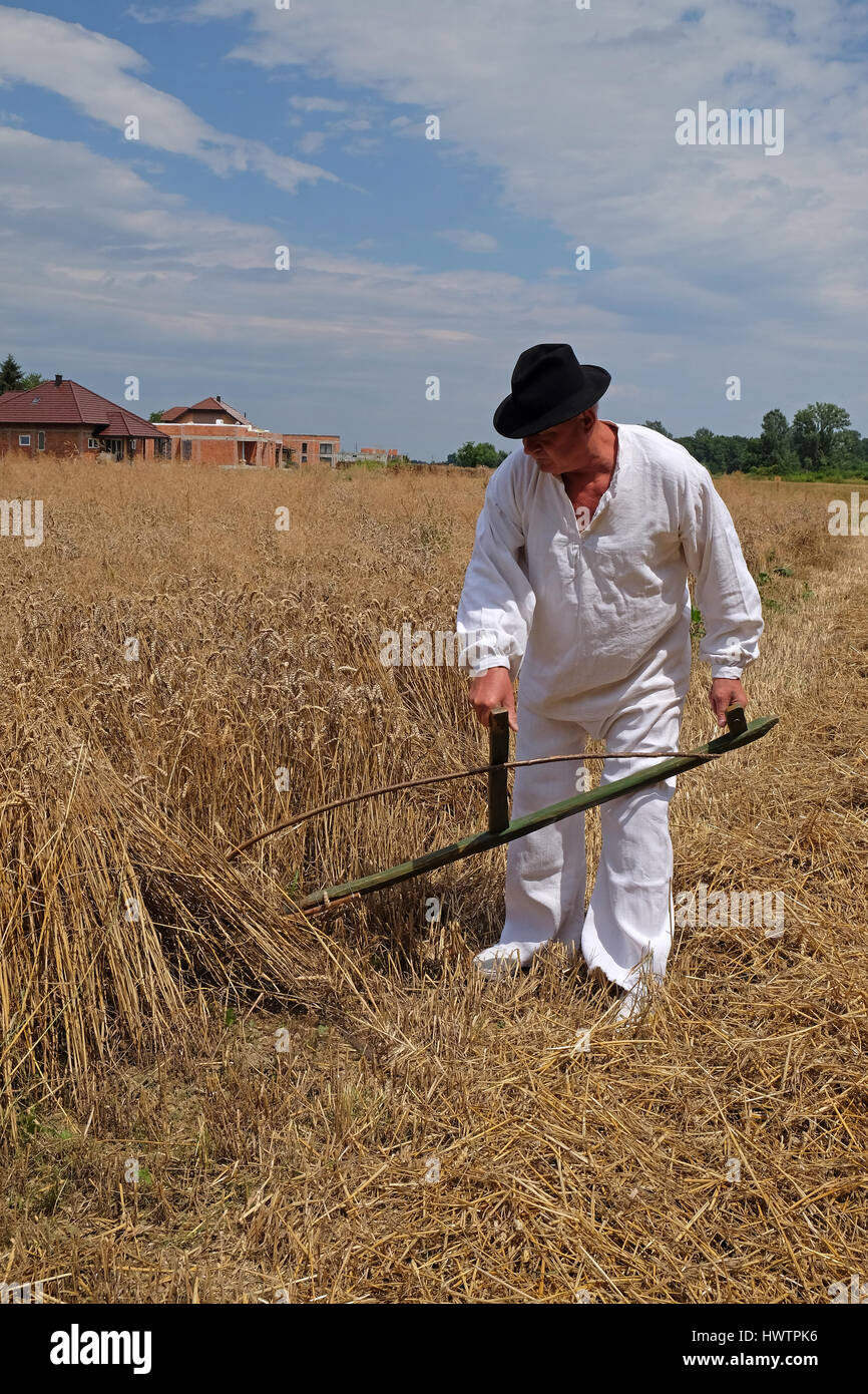 Farmer harvesting wheat with scythe in wheat fields in Trnovec, Croatia ...