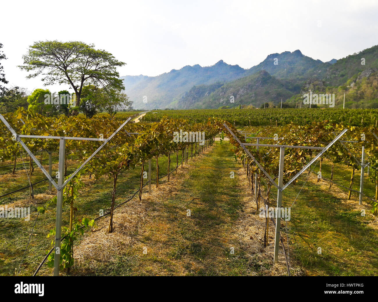 Grape vineyard landscape with mountain background Stock Photo - Alamy