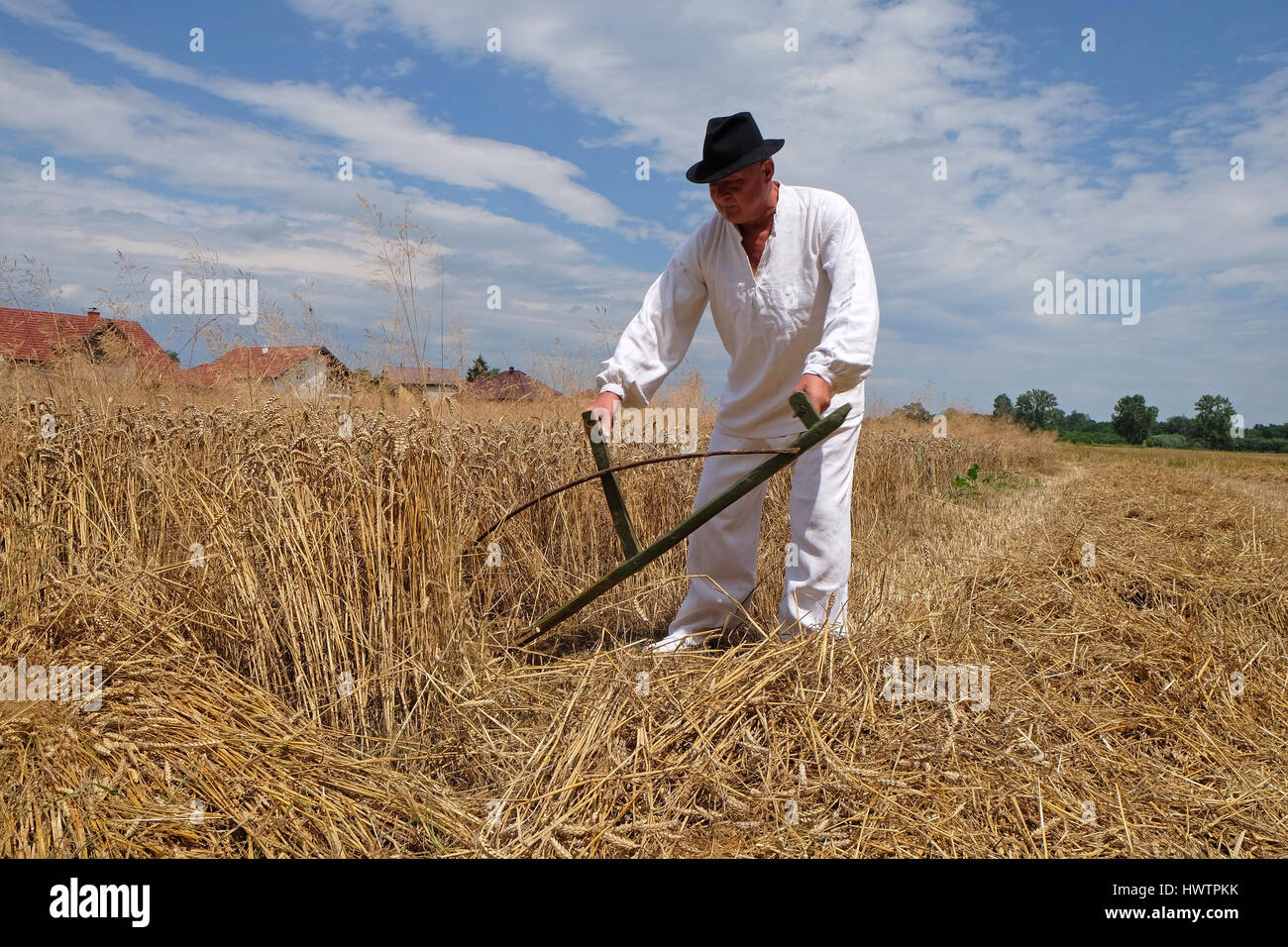 Farmer harvesting wheat with scythe in wheat fields in Trnovec, Croatia ...
