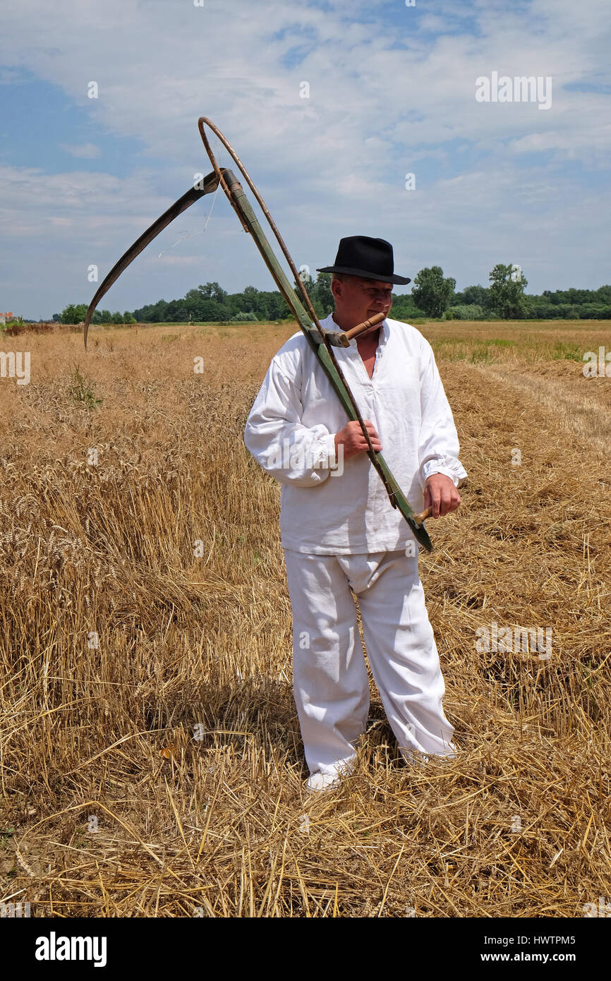 Farmer harvesting wheat with scythe in wheat fields in Trnovec, Croatia ...