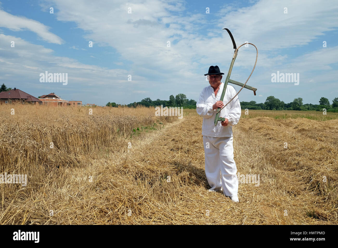 Farmer harvesting wheat with scythe in wheat fields in Trnovec, Croatia ...