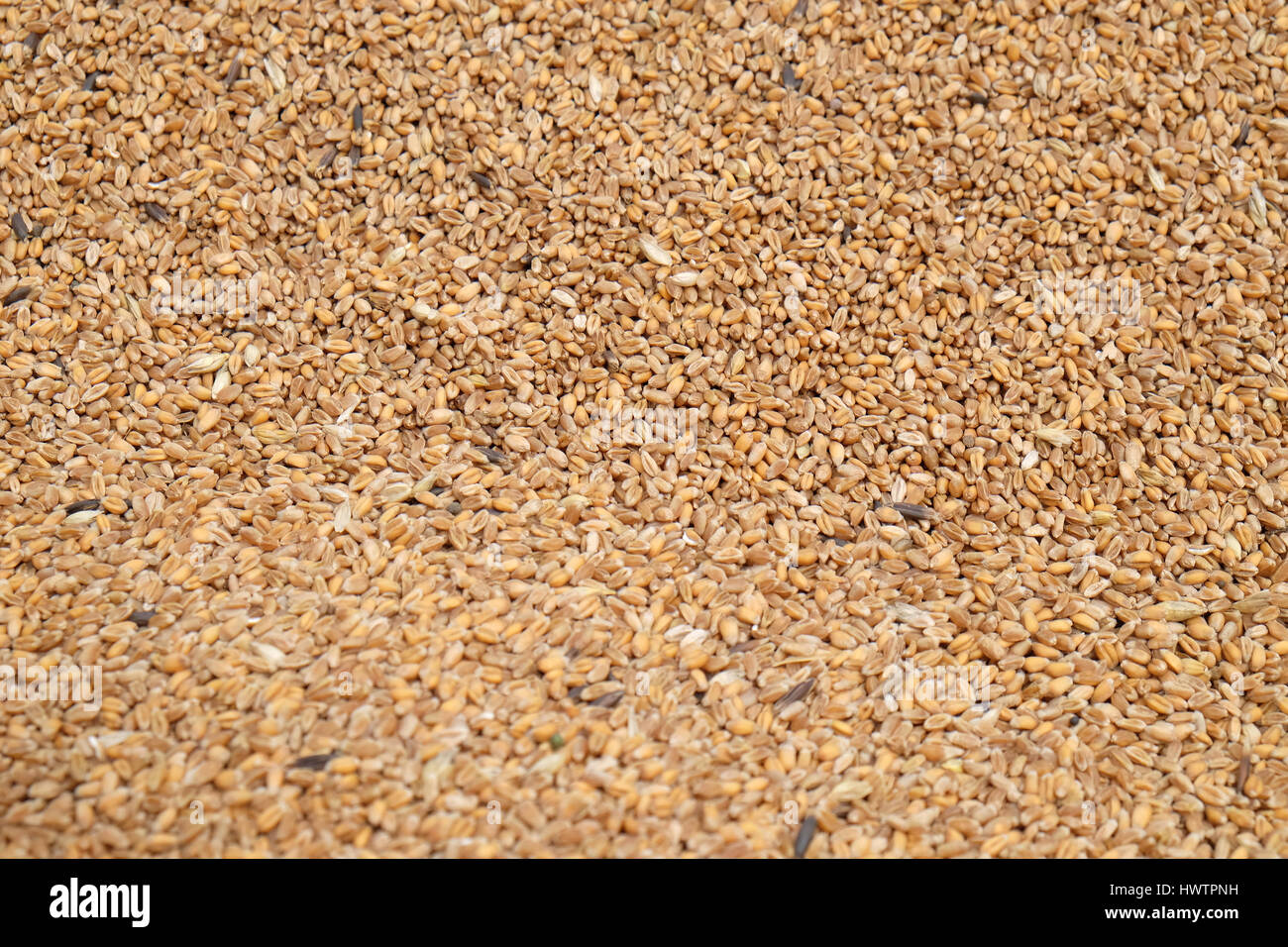 Ripe wheat after harvest Stock Photo - Alamy
