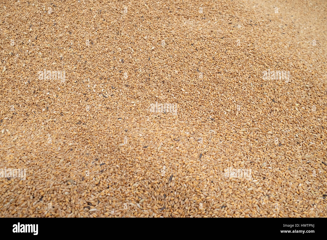 Ripe wheat after harvest Stock Photo - Alamy