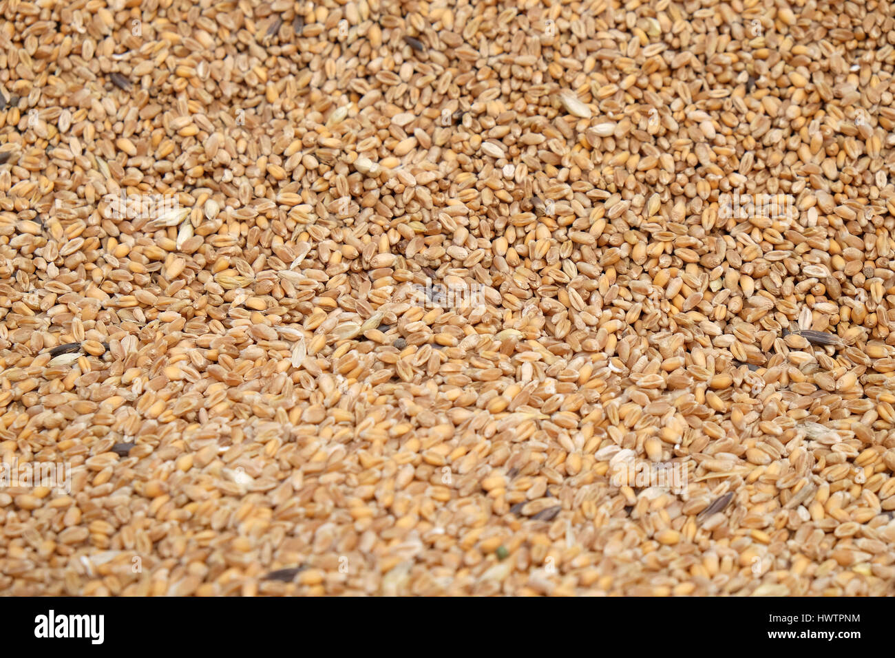 Ripe wheat after harvest Stock Photo - Alamy