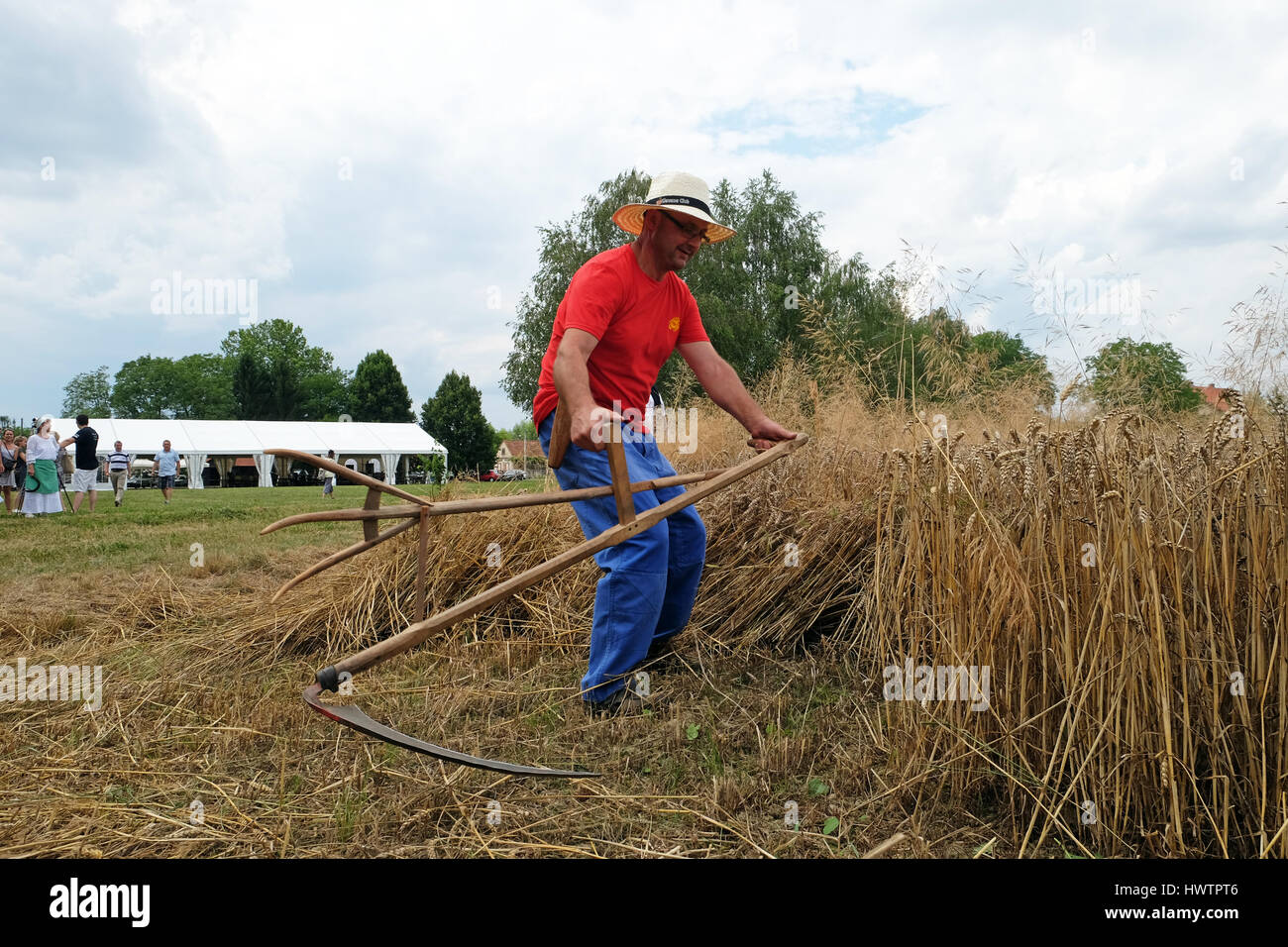 Farmer harvesting wheat with scythe in wheat fields in Trnovec, Croatia ...