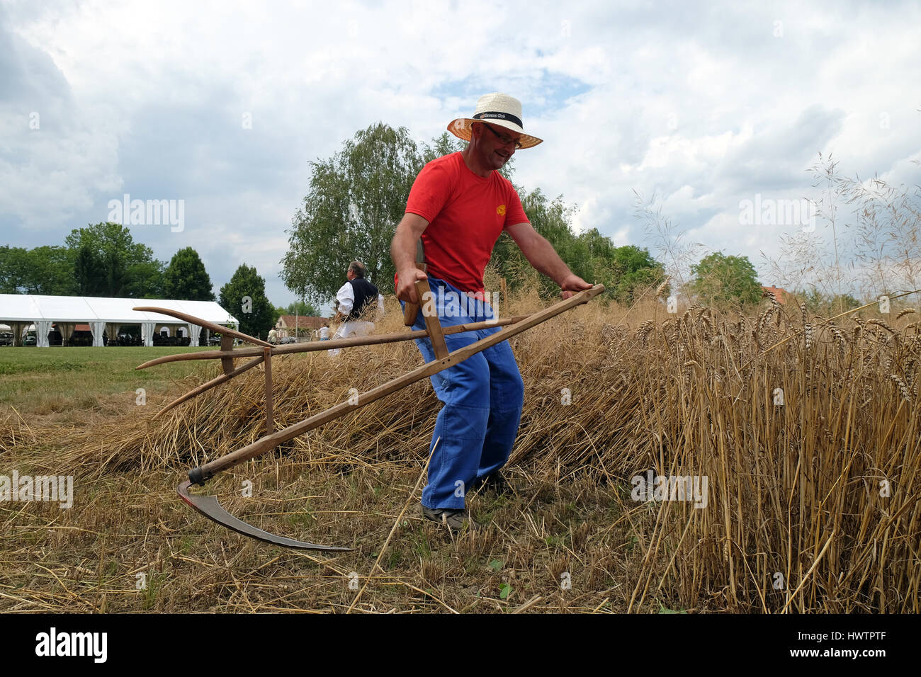 Farmer harvesting wheat with scythe in wheat fields in Trnovec, Croatia ...