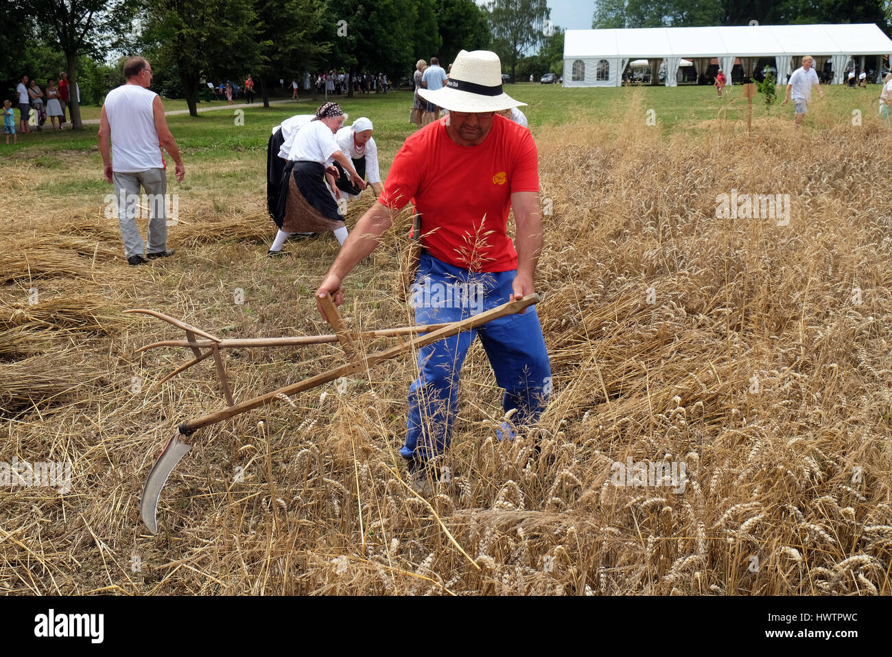 Farmer harvesting wheat with scythe in wheat fields in Trnovec, Croatia ...