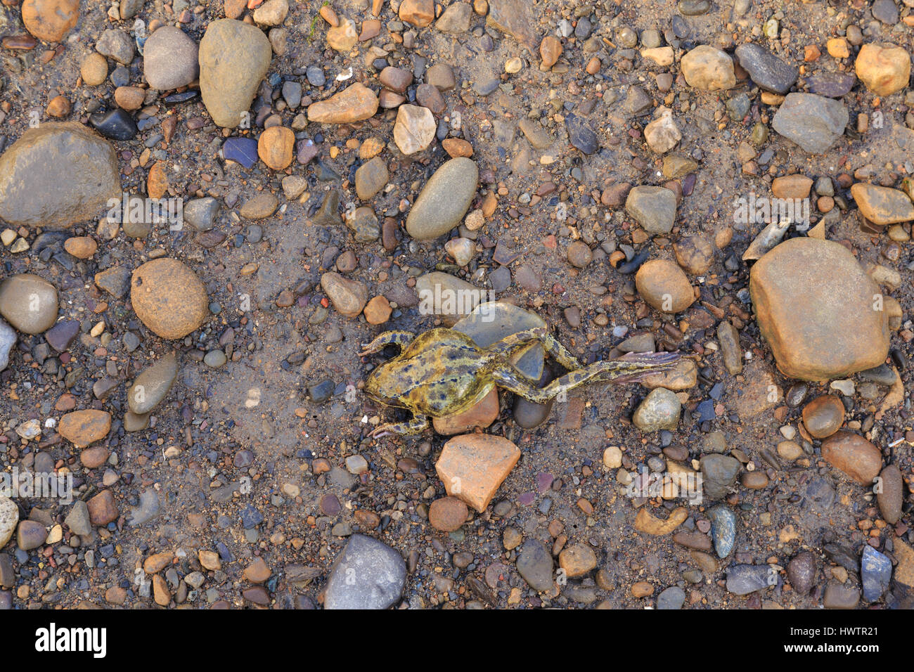 Dead frog hi-res stock photography and images - Alamy