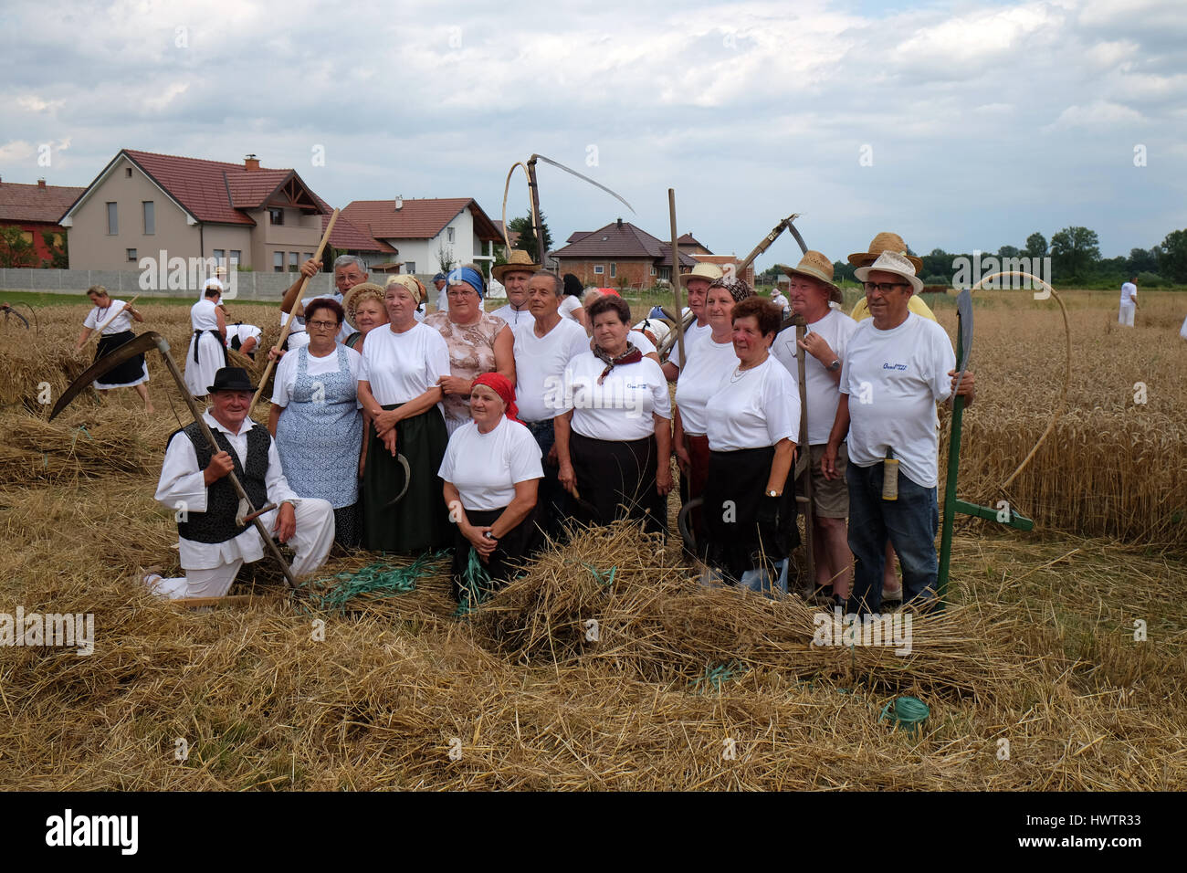 Farmers posing in the field during harvest in Trnovec, Croatia on July ...