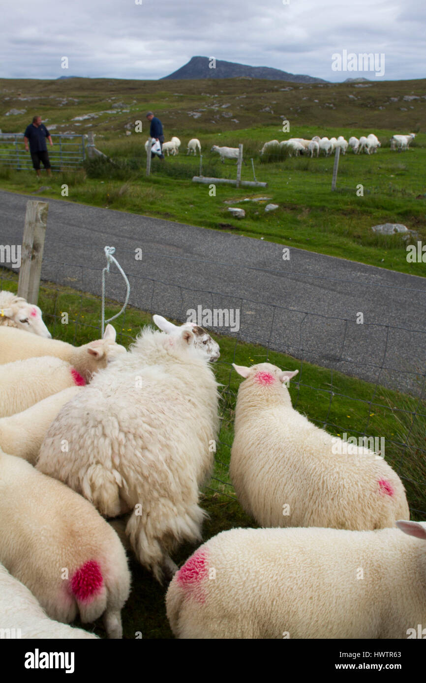 Using clippers on sheep hi-res stock photography and images - Alamy