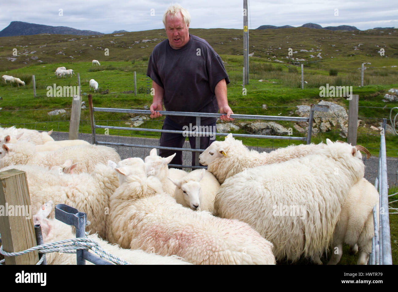 Hand clipping and machine sheering cross breed sheep for textile ...