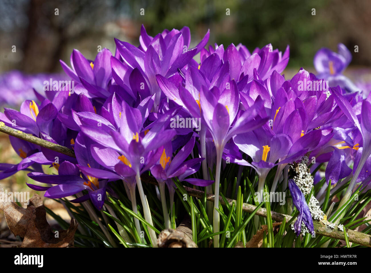 Crocus vernus (Spring Crocus, Giant Crocus) is a species in Family ...