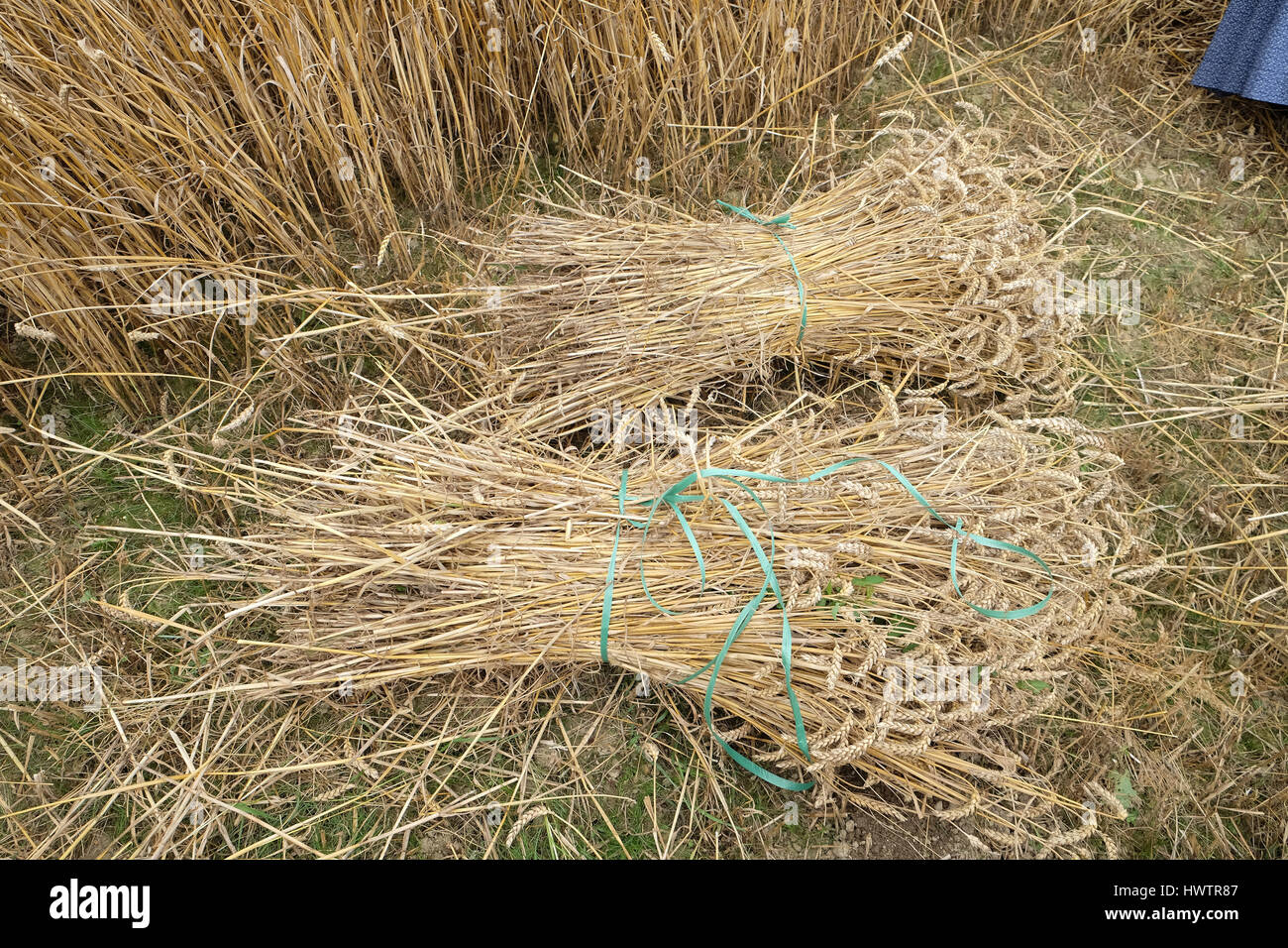 Wheat Sheaf in a Field Stock Photo - Alamy