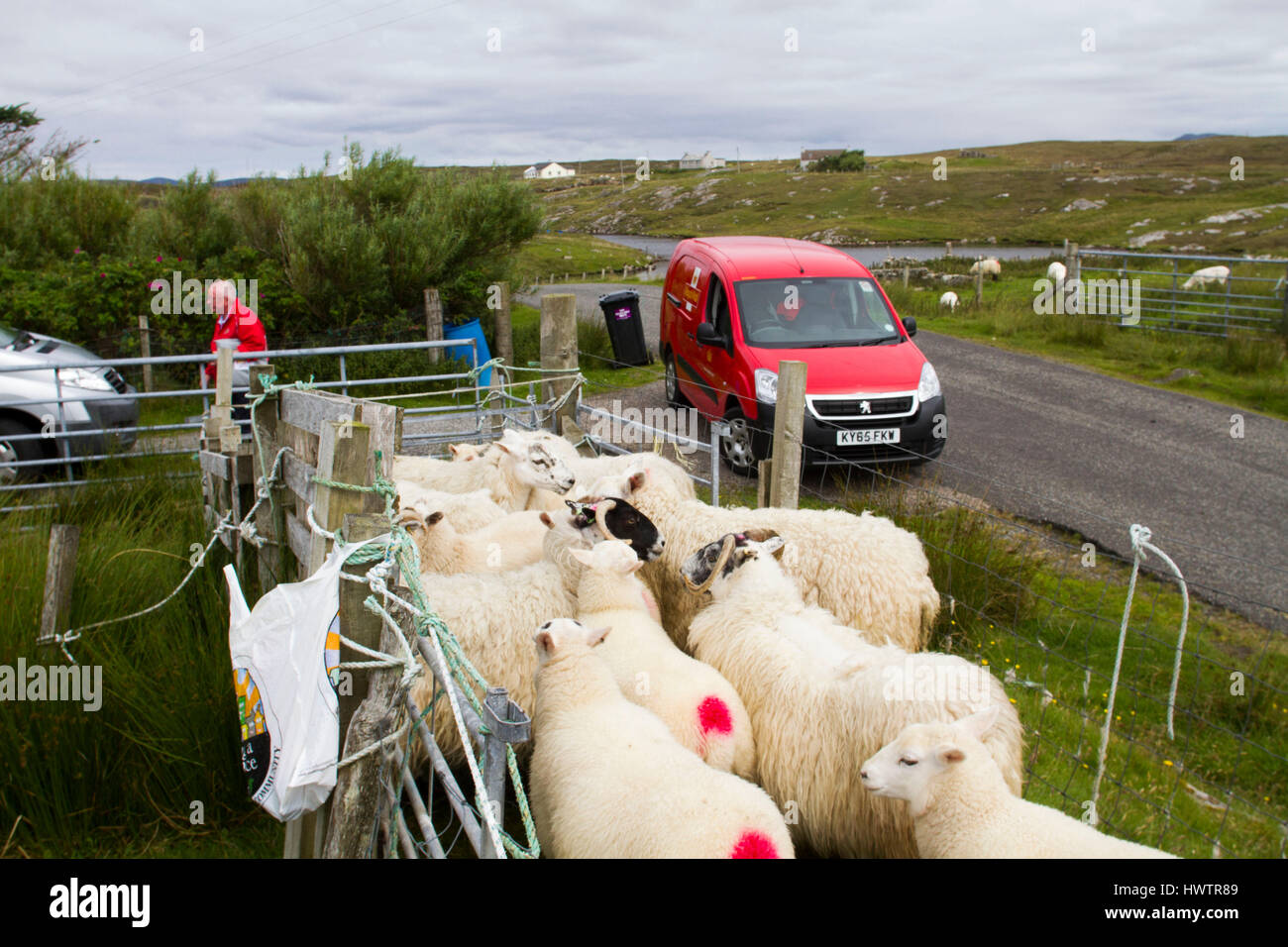 Hand clipping and machine sheering cross breed sheep for textile ...