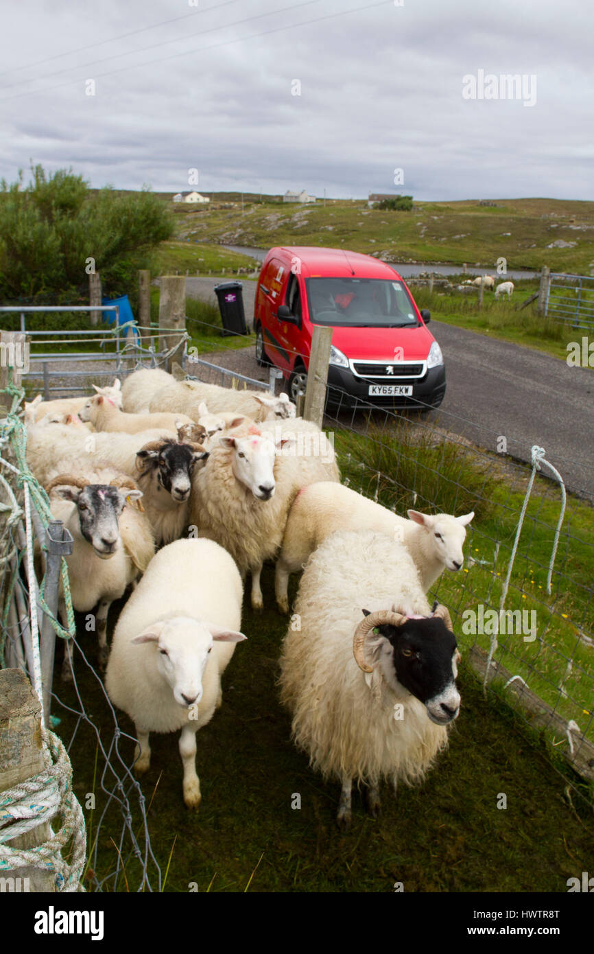 Hand clipping and machine sheering cross breed sheep for textile ...