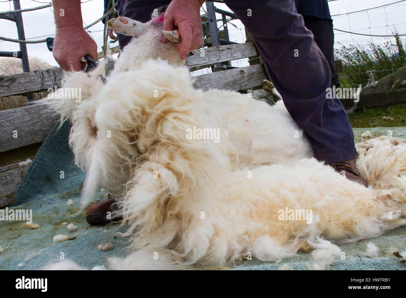 Using clippers on sheep hi-res stock photography and images - Alamy