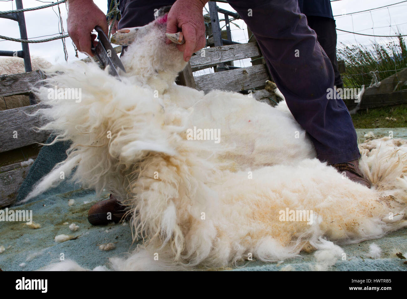 Hand clipping and machine sheering cross breed sheep for textile ...