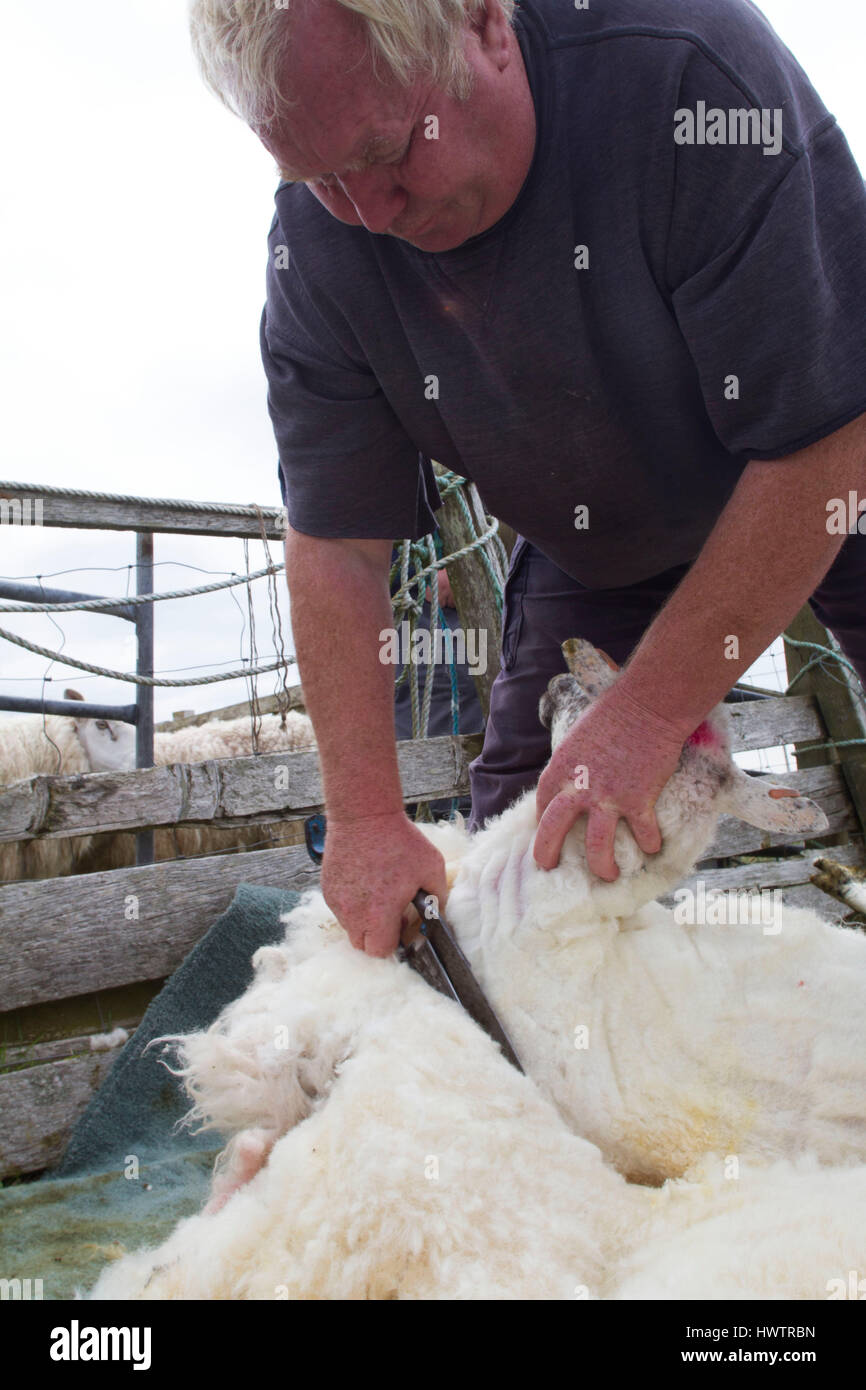 Hand clipping and machine sheering cross breed sheep for textile ...