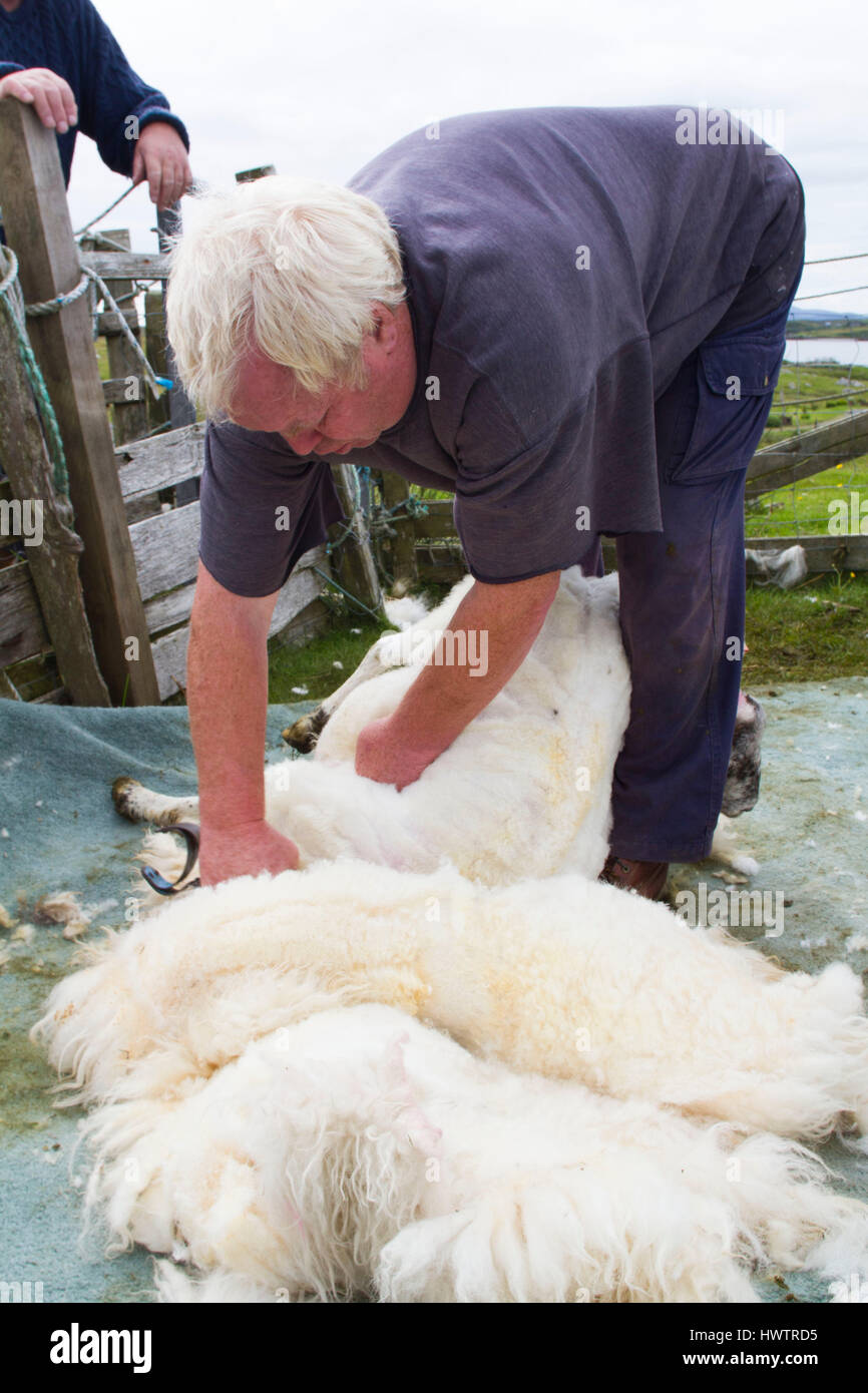 Hand clipping and machine sheering cross breed sheep for textile ...