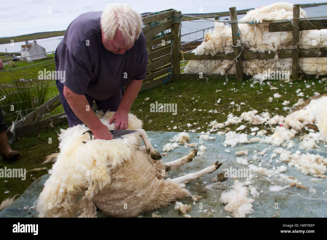 Hand clipping and machine sheering cross breed sheep for textile ...