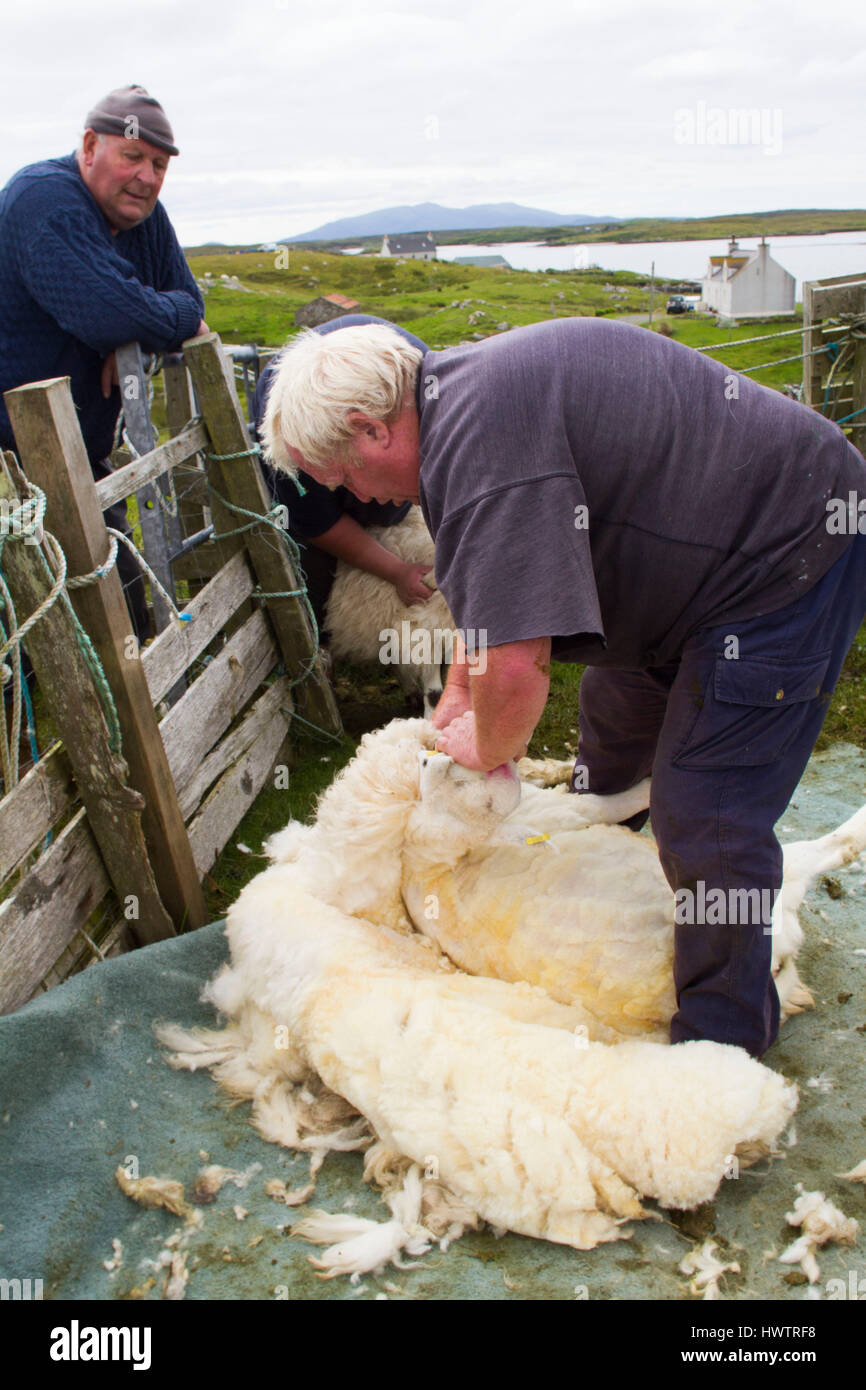 Using clippers on sheep hi-res stock photography and images - Alamy