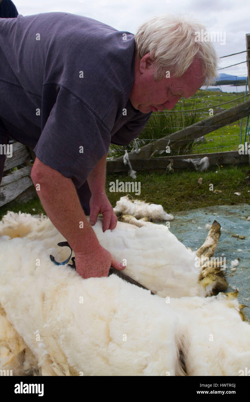 Hand clipping and machine sheering cross breed sheep for textile ...