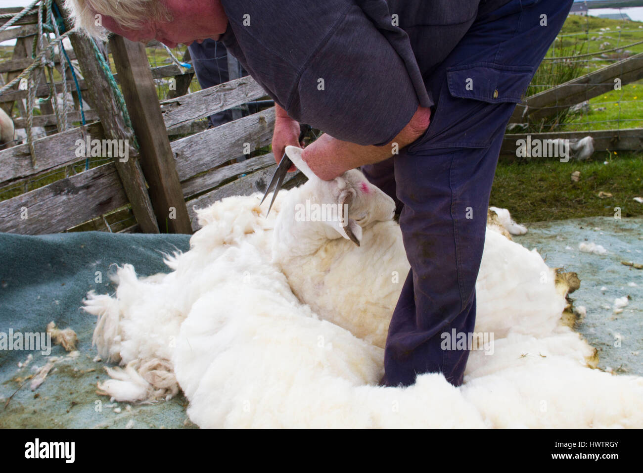 Hand clipping and machine sheering cross breed sheep for textile ...